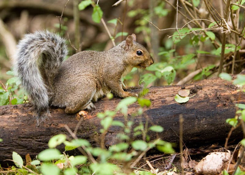 Squirrel in the Wild stock image. Image of wildlife, gray - 3221185