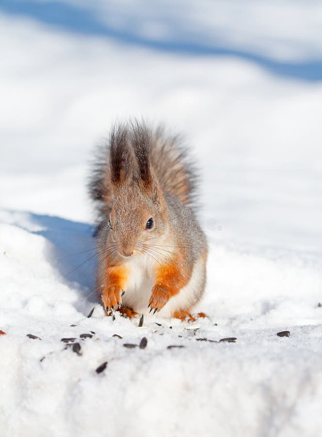 Red squirrel in winter stock photo. Image of wildlife - 37122612