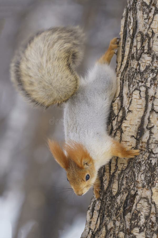 Squirrel in Winter Color Runs through a Tree, a Squirrel in the Forest ...