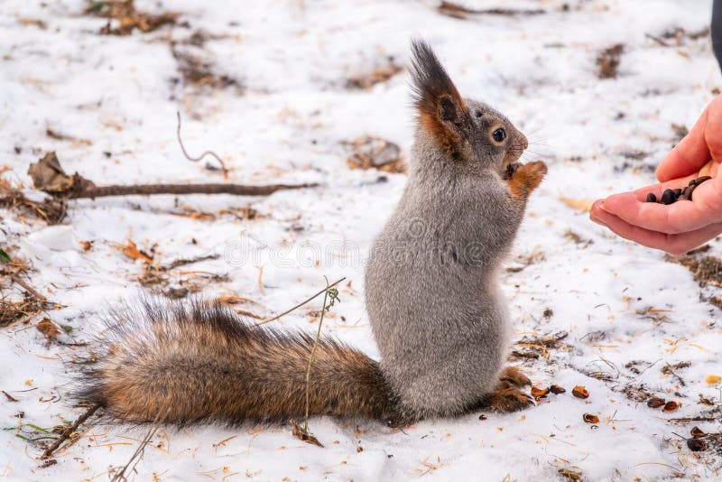 Squirrel Eats Nuts from a Man`s Hand. Caring for Animals in Winter or ...
