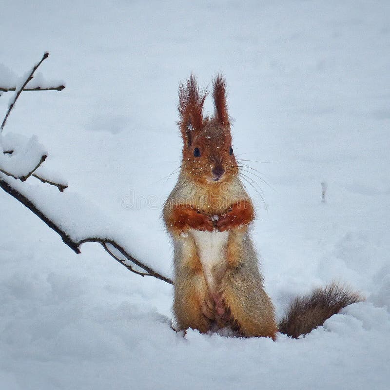 Squirrel in the Winter Forest Stock Image - Image of outside ...