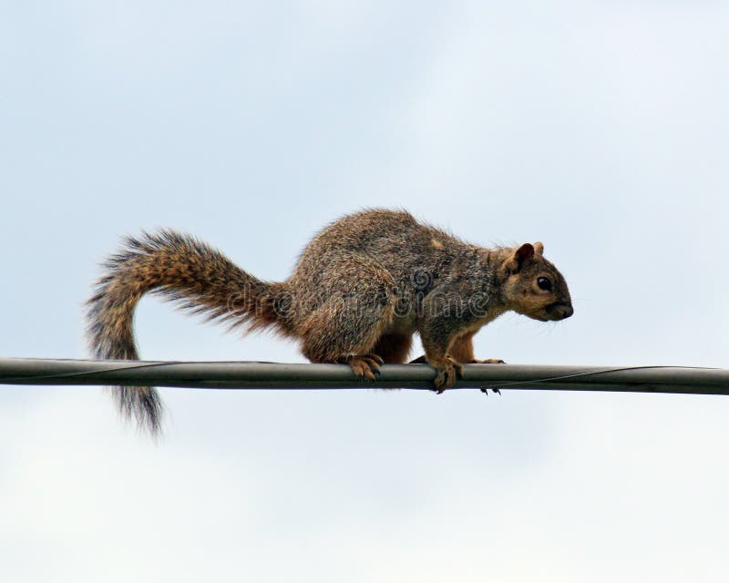 Squirrel on a wire stock image. Image of electric, creature - 118505