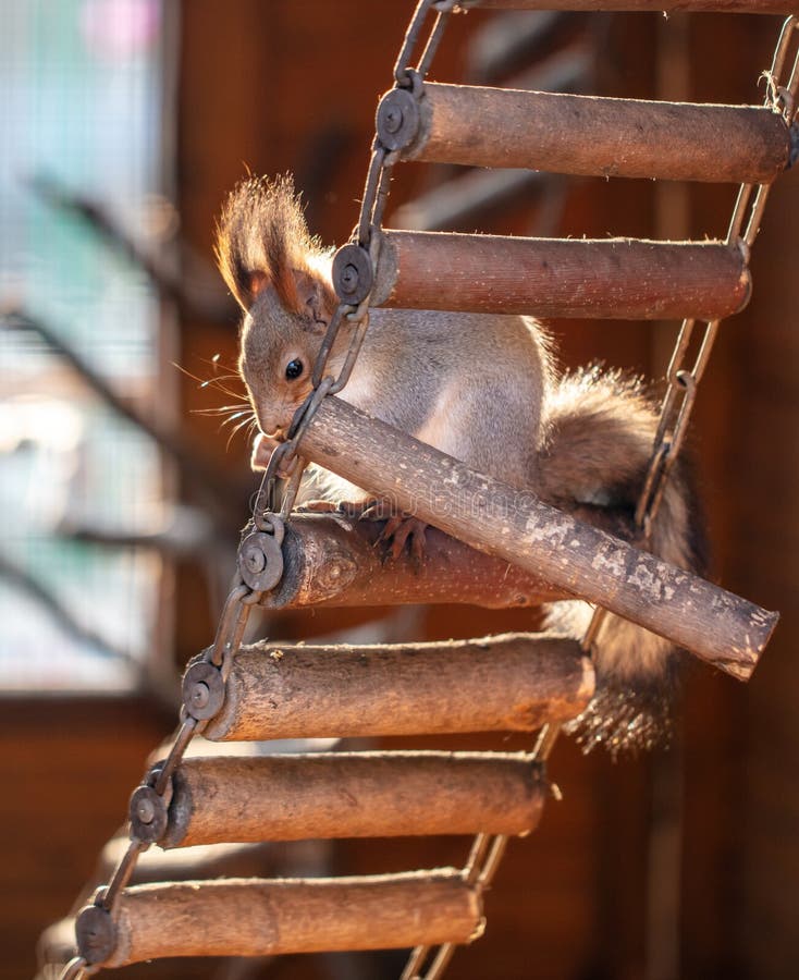 Squirrel on the Wooden Stairs Stock Photo - Image of wood, park: 202610162