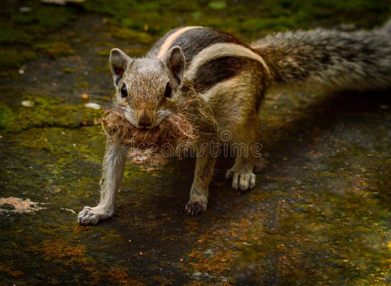 Squirrel at Work from My Home Garden Stock Image - Image of garden ...
