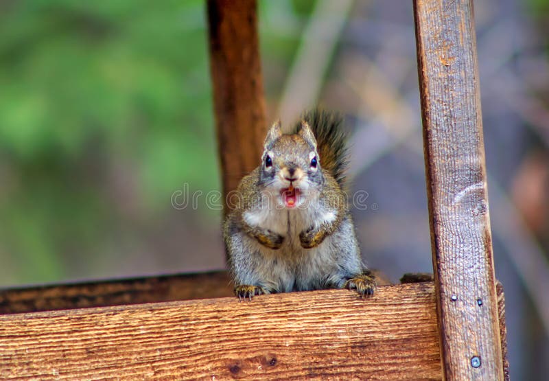 Squirrel Yelling at the Camera Stock Photo - Image of wild, alberta ...