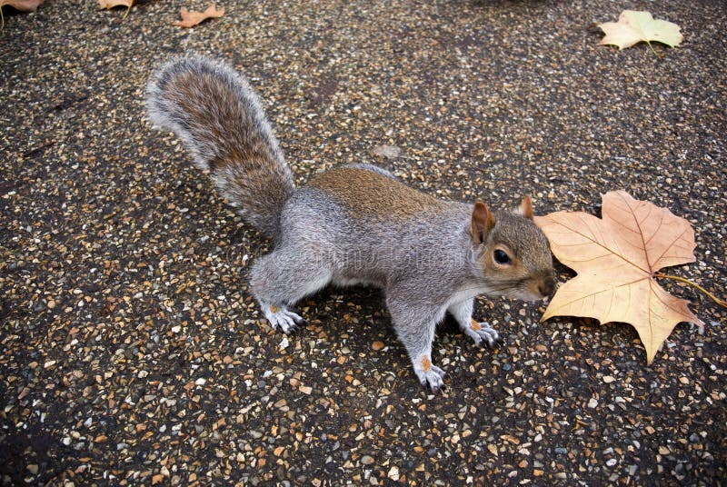 Squirrel with yellow leaf stock image. Image of grass - 79061811