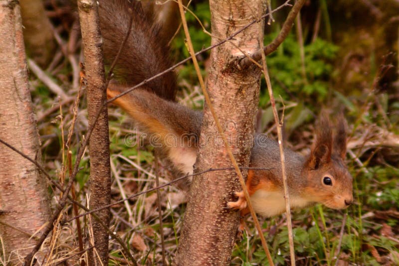 Yoga Squirrel Stock Photos - Free & Royalty-Free Stock Photos from ...