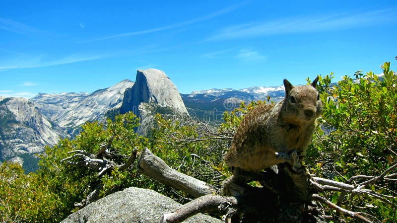 Squirrel in Yosemite Valley Overlooking Half Dome Stock Image - Image of overlooking, dome ...