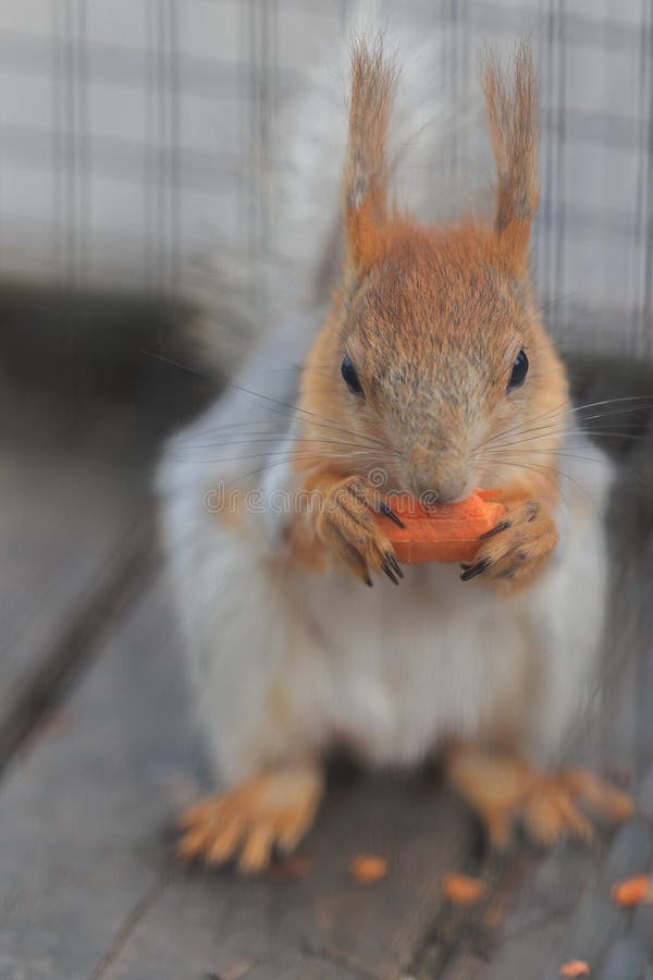 Squirrel at the Zoo in a Cage on a Summer Day Stock Image - Image of ...
