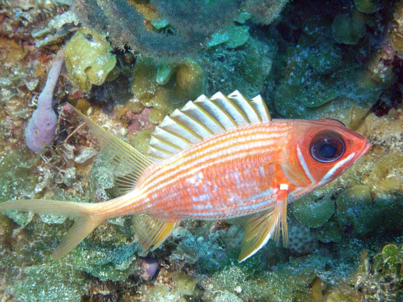 Colorful Reef stock photo. Image of aquatic, technicolor - 5379468