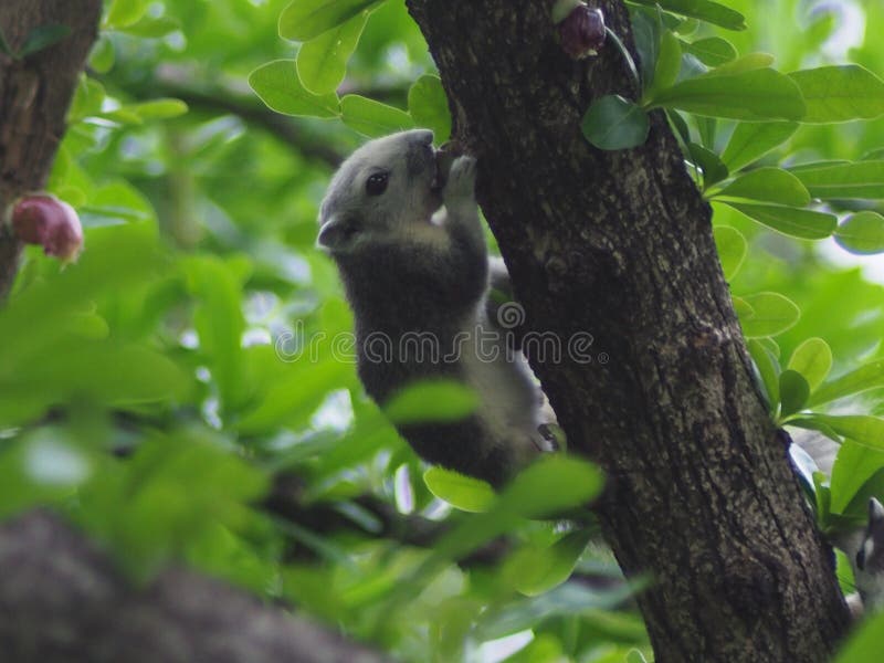 Squirrels Eat Fruit on Trees Stock Photo - Image of squirrels, trees ...