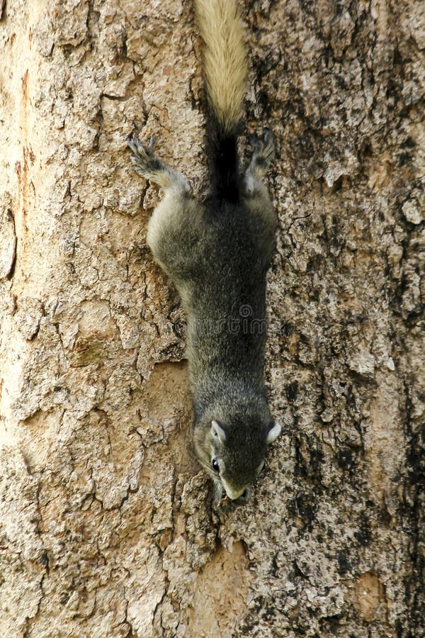 Squirrels are on the Trunks of Trees in the Park. Stock Image - Image ...