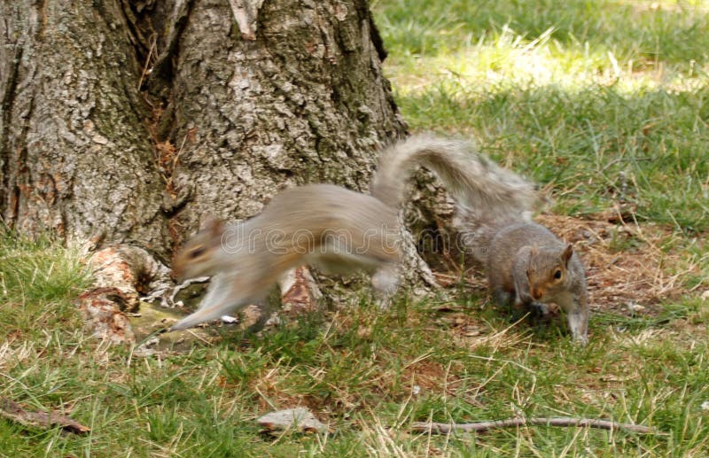 Run and Hide... You Go Squirrel... Determination in Eyes, Persistence ...