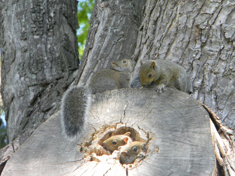 Squirrels Family Spring 2019 Siblings Stock Photo - Image of squirrels ...