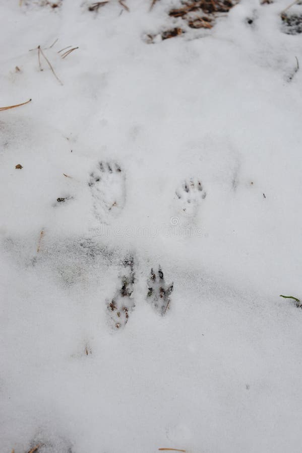 Squirrels footprint. stock photo. Image of fresh, outdoor - 102586406