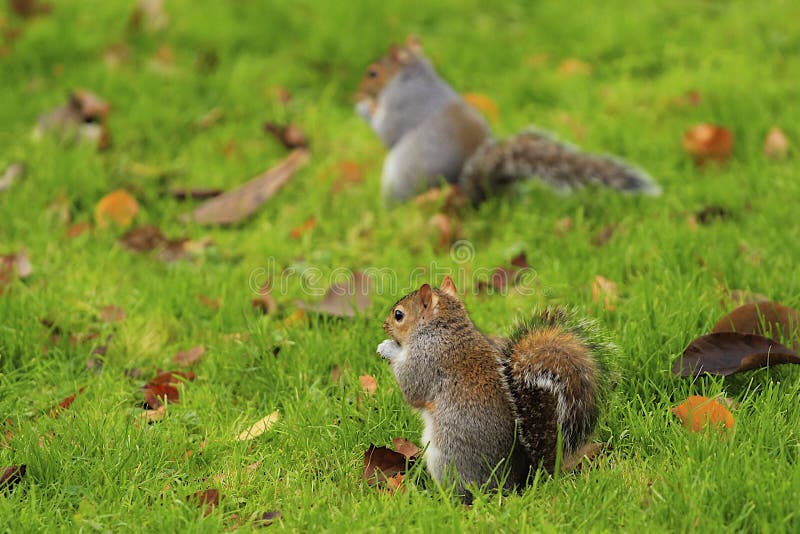 Squirrels in Hyde Park in London Stock Photo - Image of hyde, squirrel ...