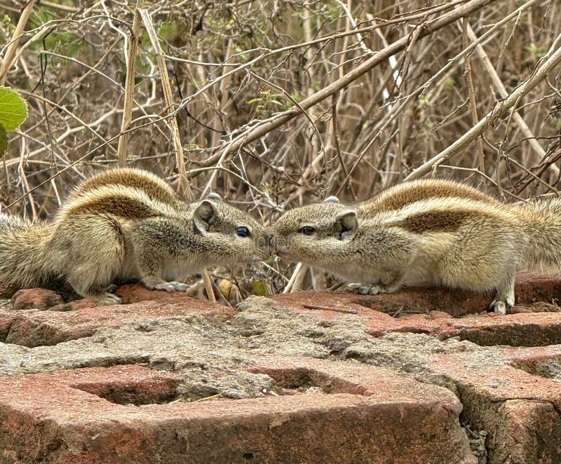 Squirrels love making stock image. Image of branch, snake - 352285233