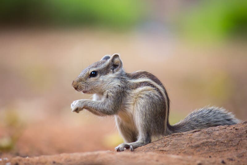 1,004 Indian Chipmunk Photos - Free & Royalty-Free Stock Photos from ...