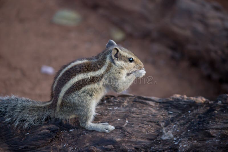 1,004 Indian Chipmunk Photos - Free & Royalty-Free Stock Photos from ...