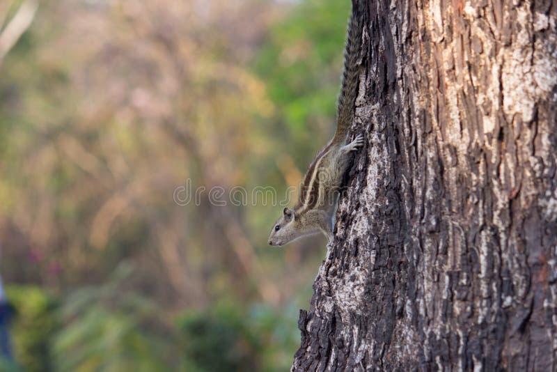 Indian Palm Squirrel or Rodent or Also Known As the Chipmunk on the ...