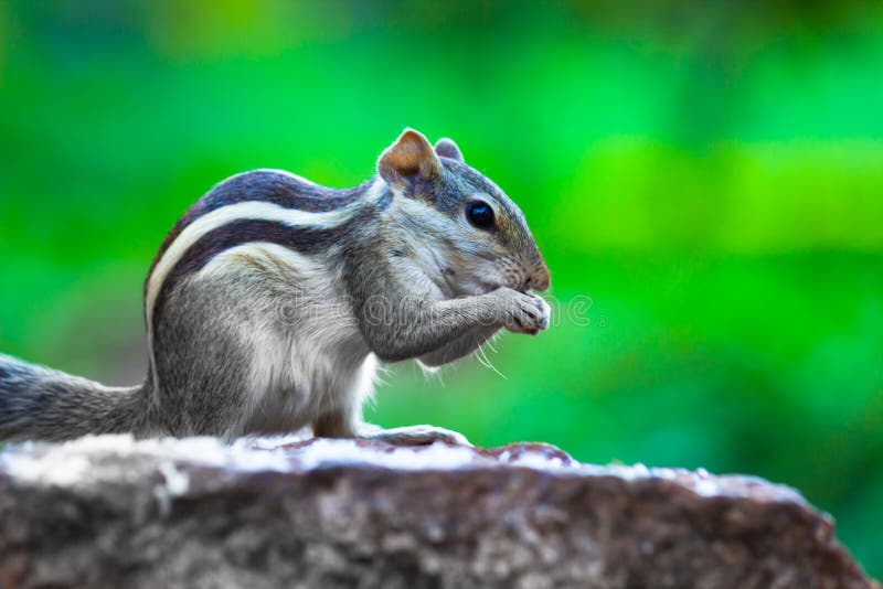 A Squirrel`s Front Teeth Never Stop Growing they are Also Known As or ...