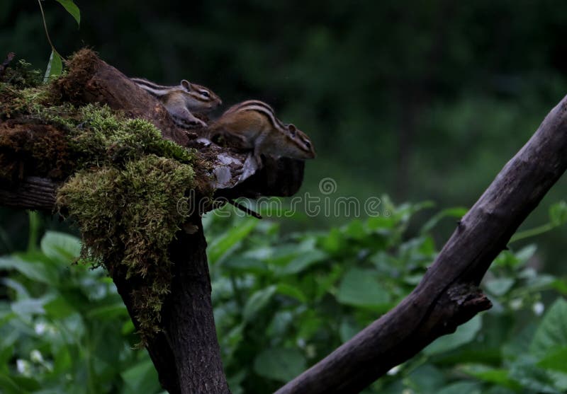 Squirrel stock image. Image of aquatic, exercising, carved - 103683839