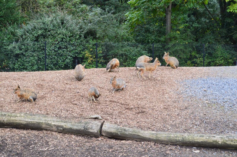 Squirrels in the park stock image. Image of autumn, squirrels - 341056977