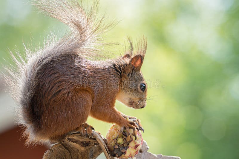 Squirrels pine cone stock photo. Image of close, cone - 48322586