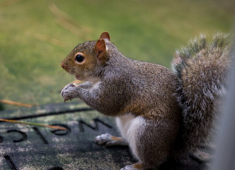 Squirrels Playing and Hang Out with Human Stock Image - Image of ...
