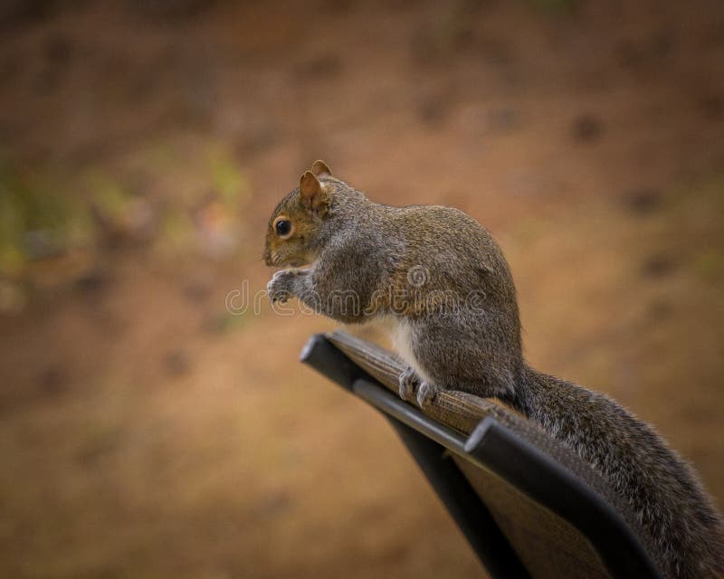 Squirrels Playing and Hang Out with Human Stock Photo - Image of lying ...