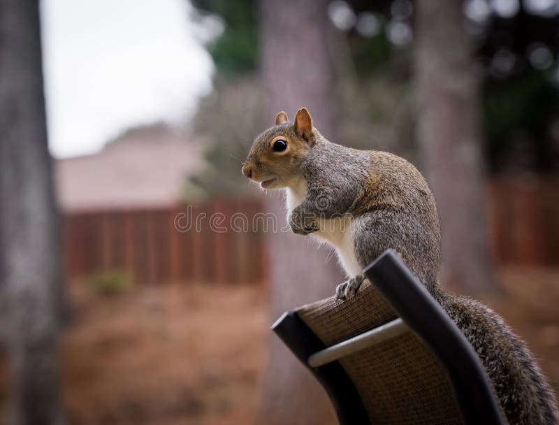 Squirrels Playing and Hang Out with Human Stock Photo - Image of ... Squirrels Playing and Hang Out with Human Stock Photo - Image of ...