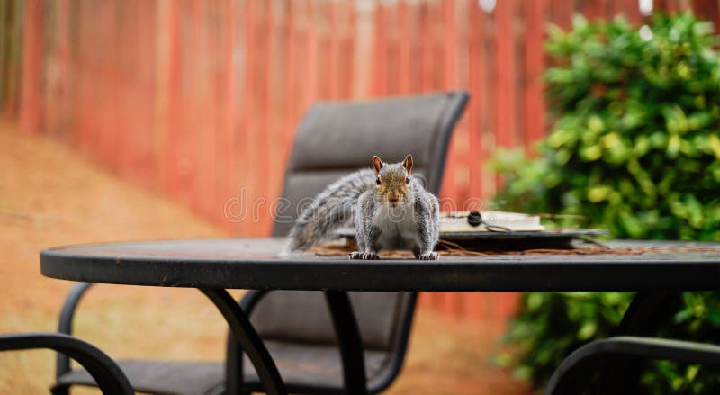 Squirrels Playing and Hang Out with Human Stock Image - Image of eyes ...