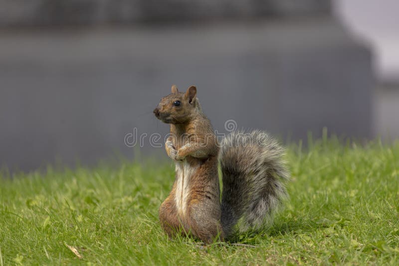 Squirrels in the Parks of Montreal Stock Image - Image of animals ...