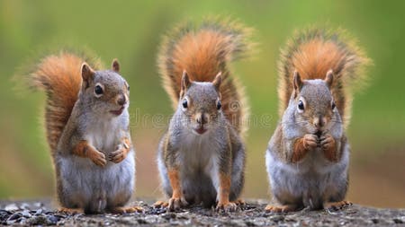 Squirrels team stock image. Image of portrait, cute - 123941193