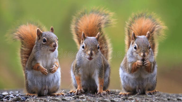 Squirrels team stock image. Image of portrait, cute - 123941193