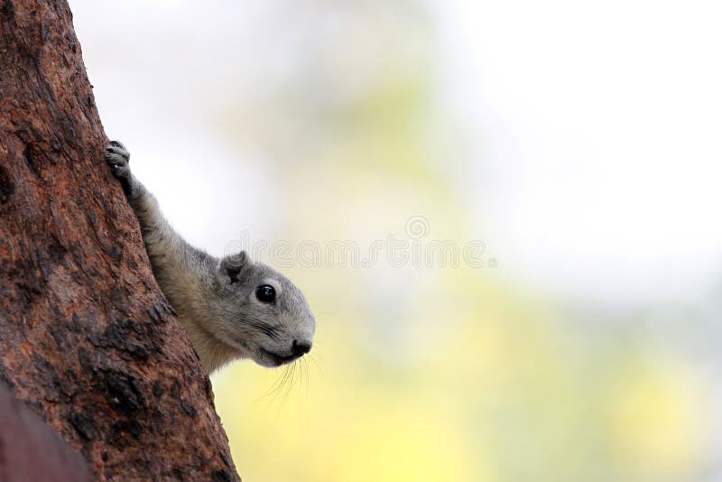 Squirrel stock image. Image of cute, tree, side, look - 15837417
