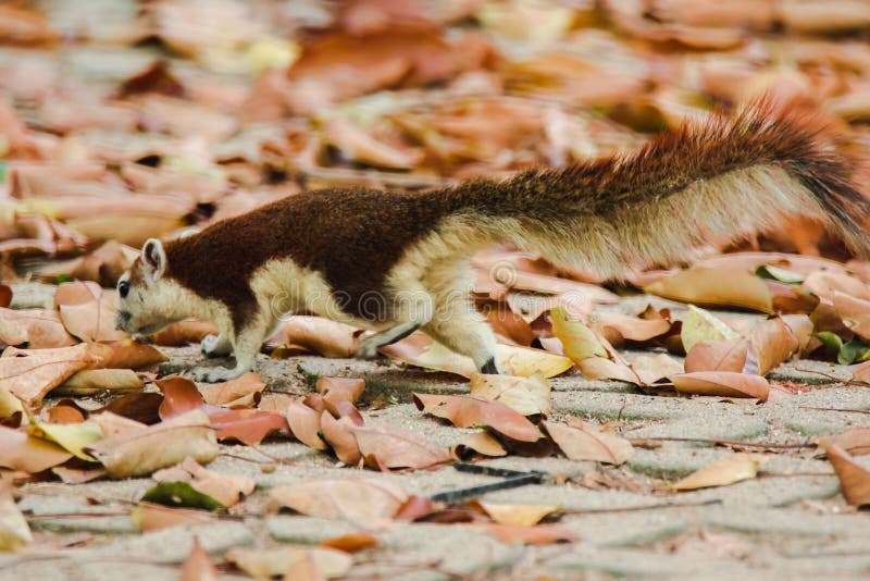 The Squirrel is Walking on the Lawn. Stock Image - Image of cute ...