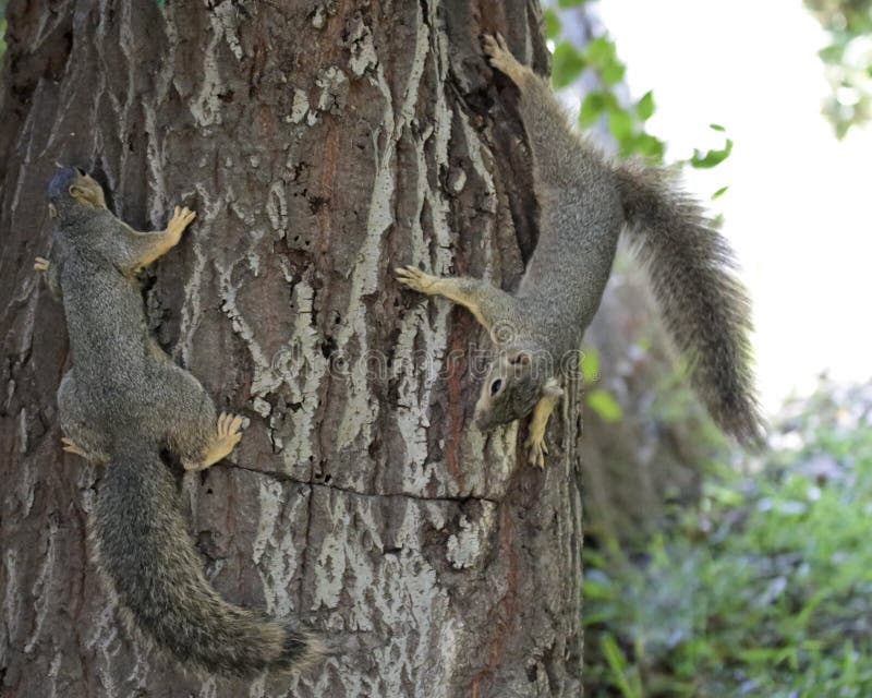 Squirrely stock photo. Image of playing, california, rodent - 74259036