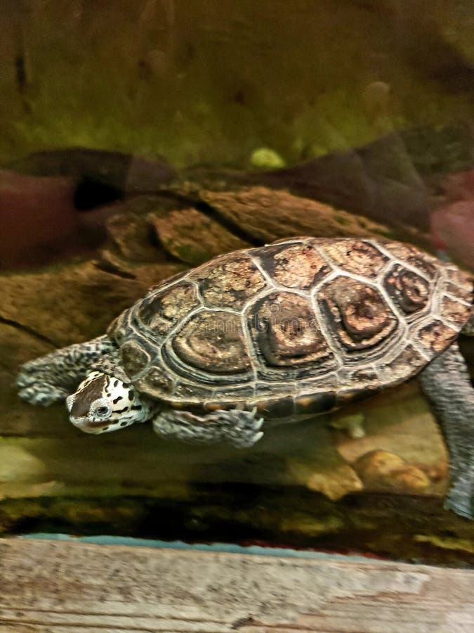 Totally Awesome Dude stock photo. Image of turtle, dude - 133314890