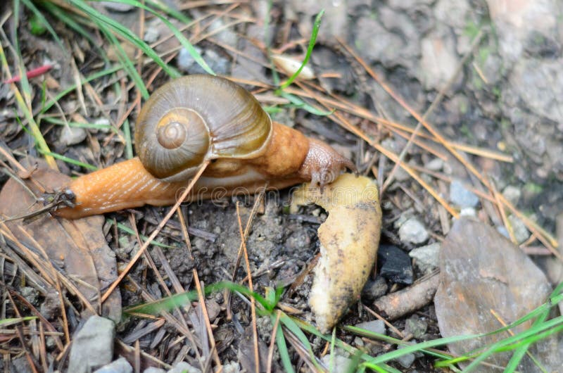 Squishy Large Slug Stock Photos - Free & Royalty-Free Stock Photos from ...