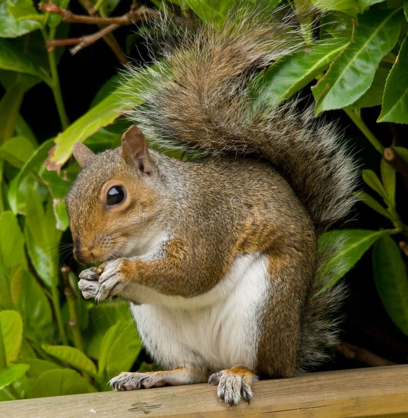Squrrell Sciuridae stock image. Image of tail, wild, animals - 94324267