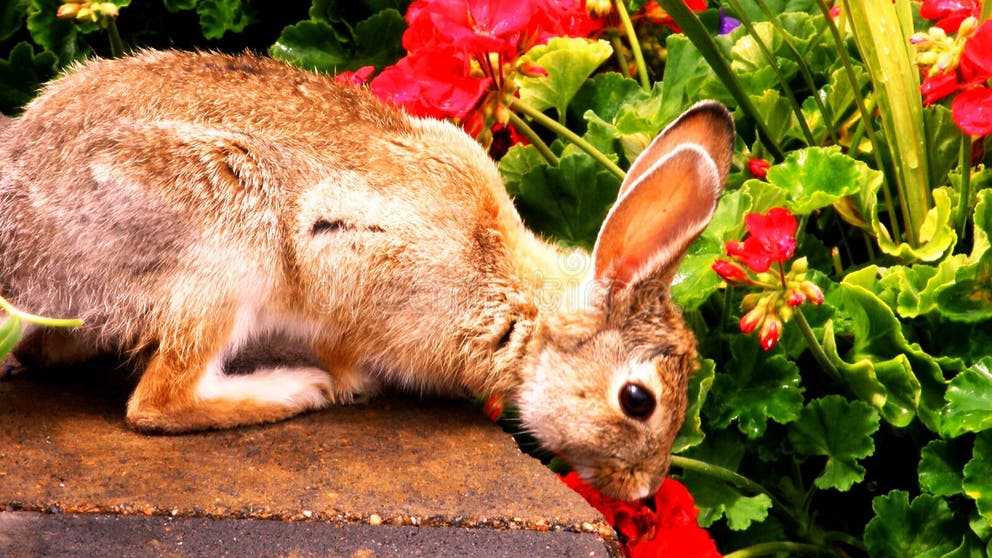 Sr. Rabbit foto de archivo. Imagen de almuerzo, rojo, flores - 7326292