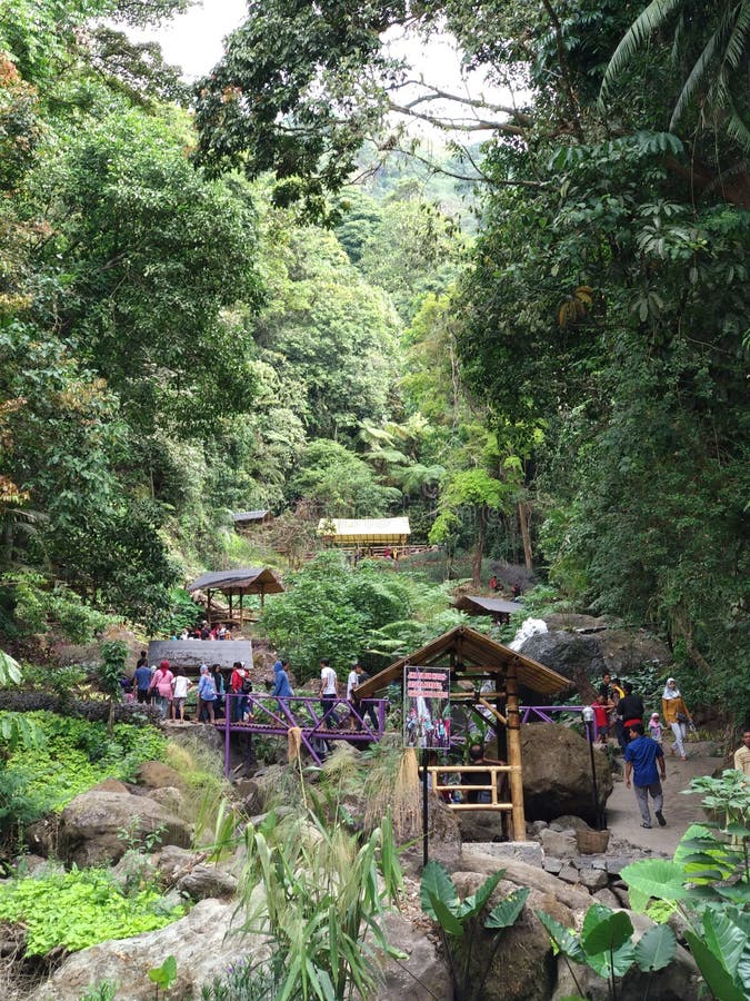 Ngawi, Indonesia: Dewy Water Hyacinth in the Morning in a Village in ...