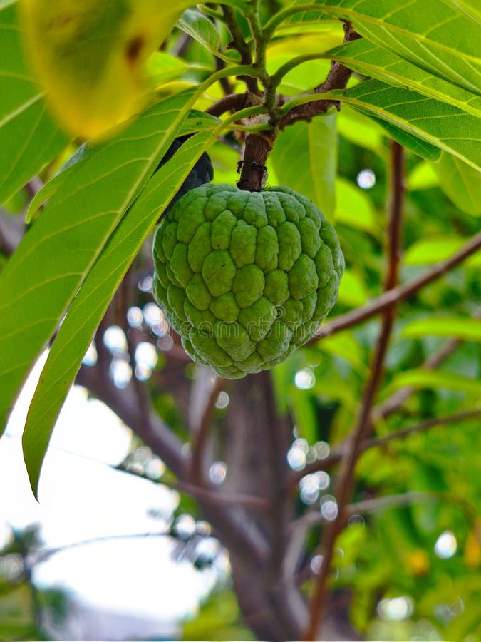 Sri Fruit is Rich in Vitamins and is Very Sweet. this Fruit is almost ...