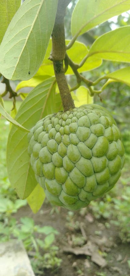 Sri Kaya fruit stock image. Image of kaya, garden, green - 262272895