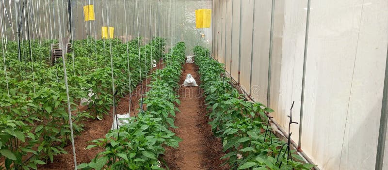 Sri Lanka Agriculture Plant Capcium Tree Stock Image - Image of plant ...