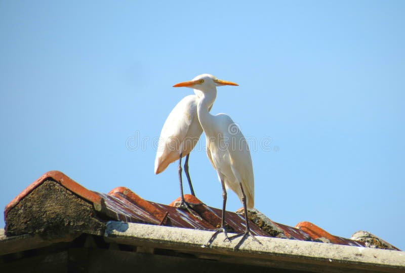 SRI LANKA BIRD Koka stock photo. Image of colur, animal - 50114394