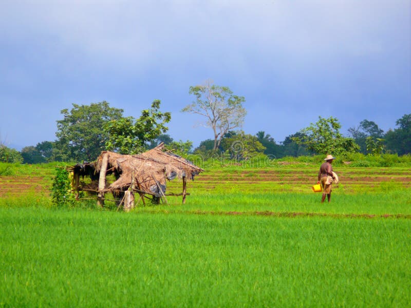 Sri Lanka Ceylon, Mountains and Rice Fields Editorial Photo - Image of ...