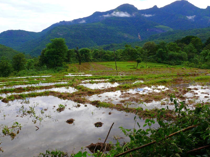 Sri Lanka Ceylon, Mountains and Rice Fields Stock Image - Image of farm ...