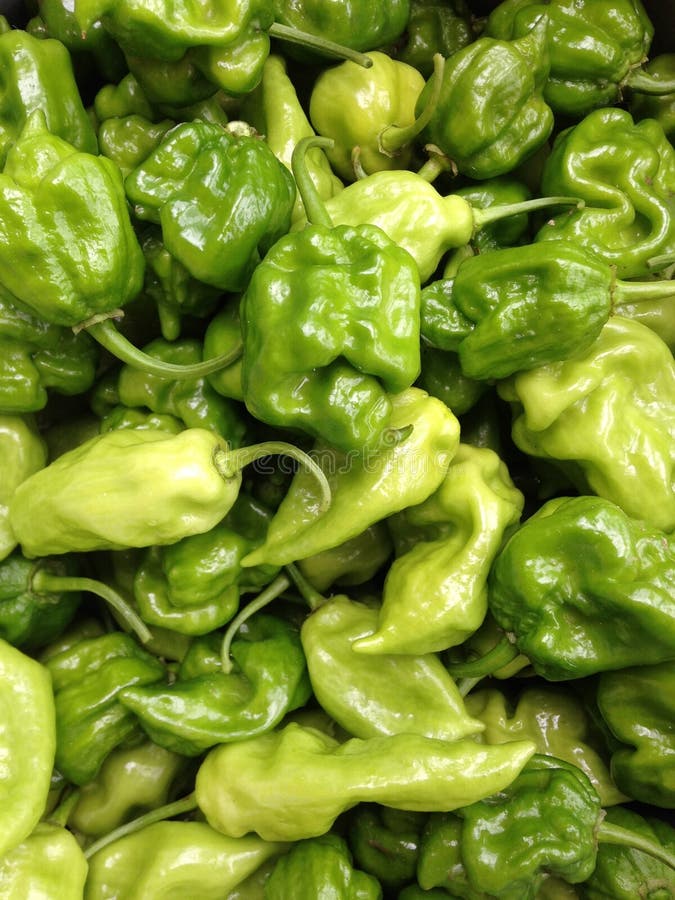 Sri lanka chili pods . stock image. Image of herb, salad - 379366033